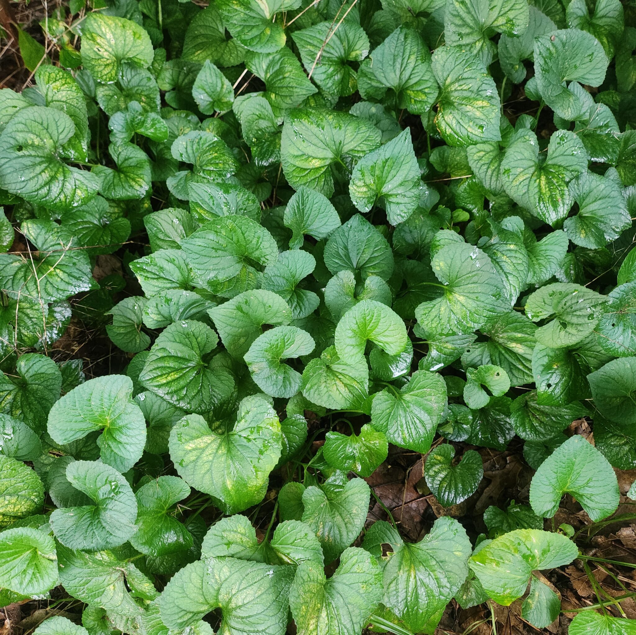 Common Blue Violet (Viola sororia [formerly papilionacea ...
